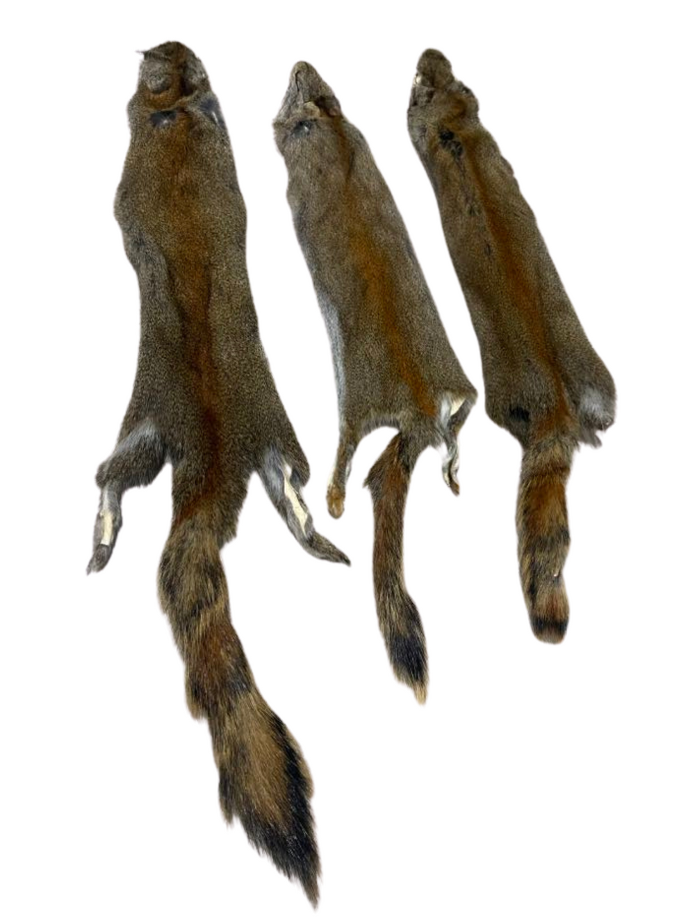 American Red Squirrel – Bex Creations - Timber & Hide